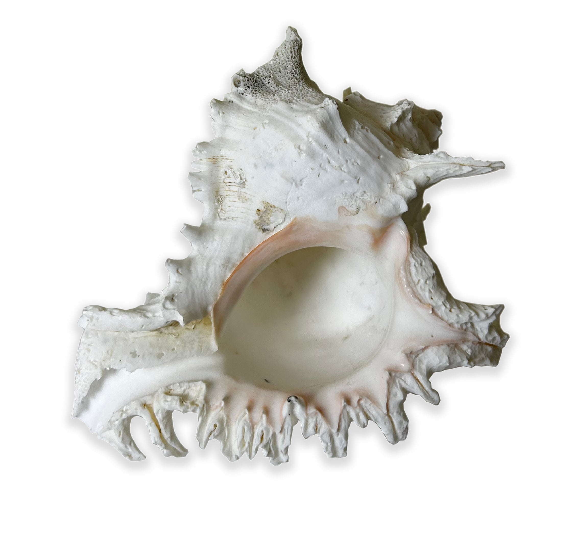 Ramosus Conch Shell – Patina Polished Living